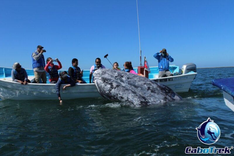 Gray Whale-Watching 2-Day Experience in Magdalena Bay - Key Points