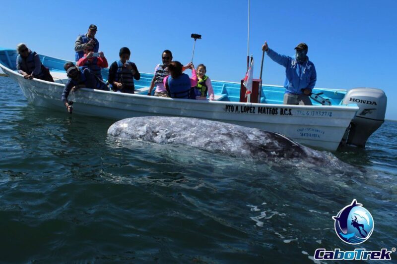Gray Whale-Watching 2-Day Experience in Magdalena Bay - Transportation and Group Size
