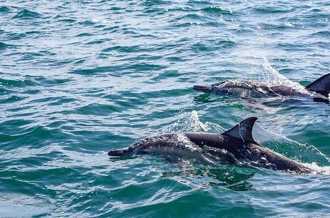 Gray Whale Watching Tour at Lopez Mateos - Transportation, Timing, and Comfort