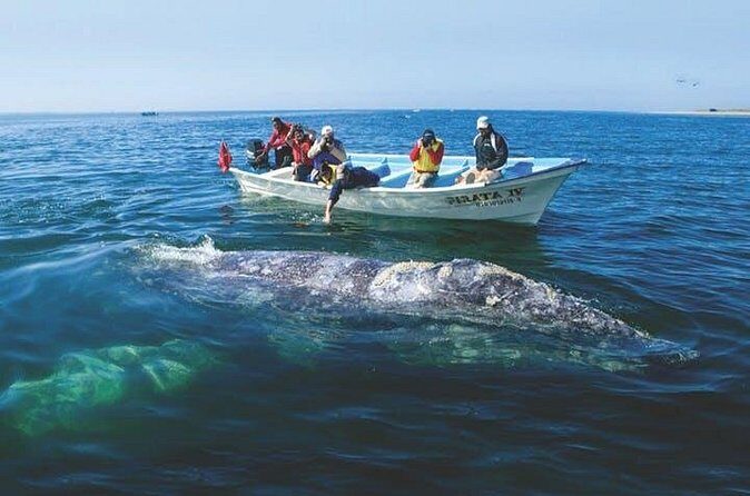 Gray Whale Watching Tour at Lopez Mateos - When to Book and Weather Considerations