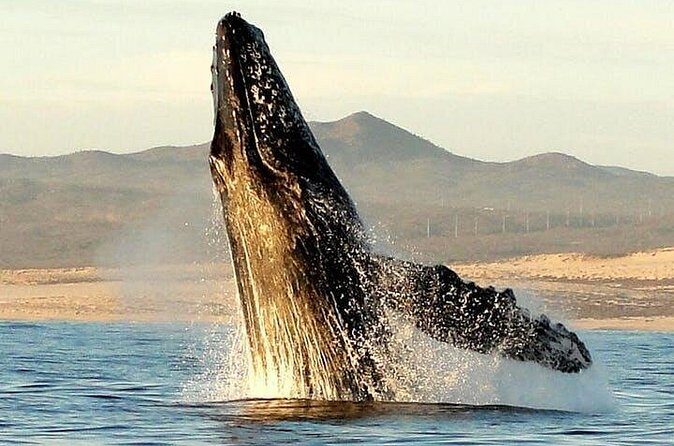 Gray Whale Watching Tour at Lopez Mateos - Who Should Sign Up?