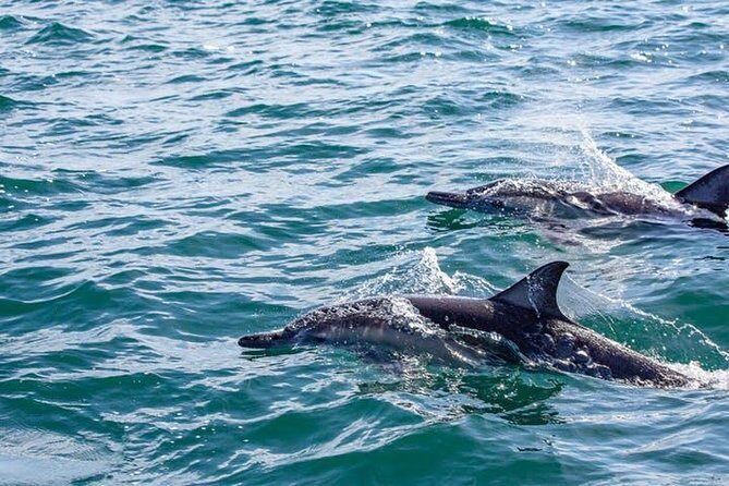 Gray Whale Watching Tour at Lopez Mateos - The Sum Up