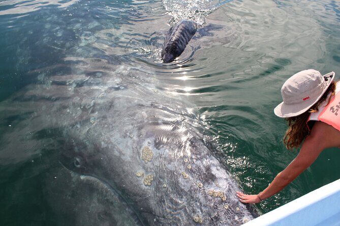 Gray Whale Watching Tour with Marine Biologist and Small Group - Introducing the Gray Whale Watching Tour with Marine Biologist and Small Group