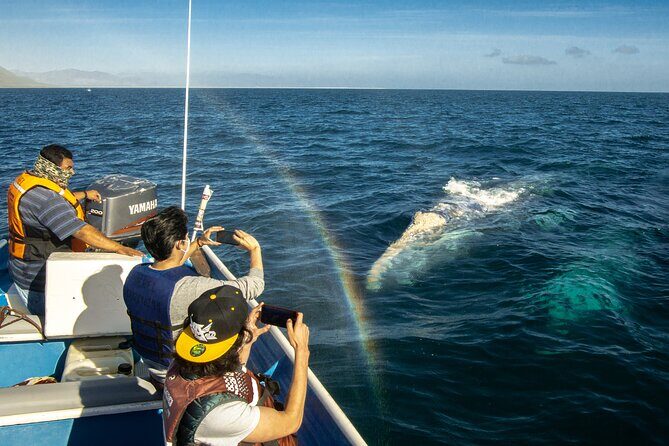 Gray Whale Watching Tour with Marine Biologist and Small Group - A Deep Dive into the Baja Whale-Watching Experience