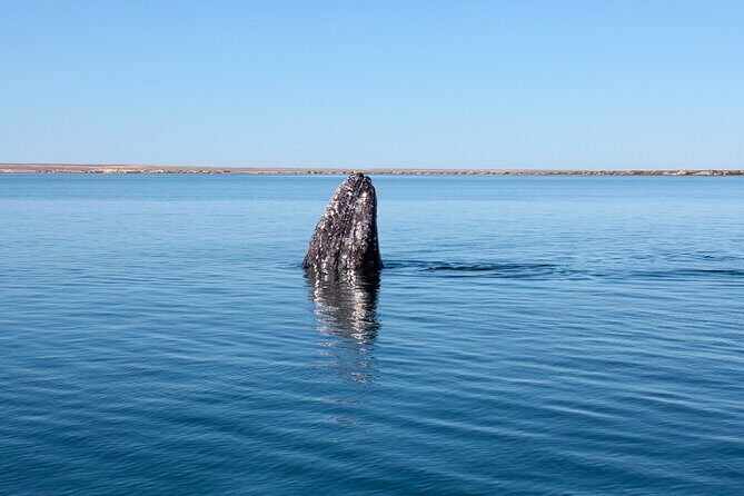 Gray Whale Watching Tour with Marine Biologist and Small Group - Why This Tour Is Well Worth It