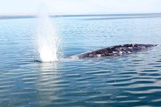 Gray Whale Watching Tour with Marine Biologist and Small Group - Frequently Asked Questions