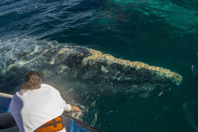 Gray Whale Watching Tour with Marine Biologist and Small Group - Wrapping It Up