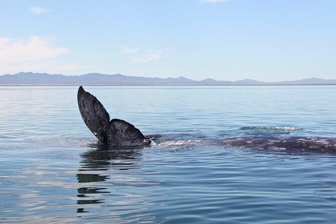Gray Whale Watching Tour with Marine Biologist and Small Group - Additional Information