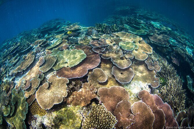 Great Barrier Reef and MOUA Cruise from Townsville or Magnetic Island - What Sets This Tour Apart in Terms of Value