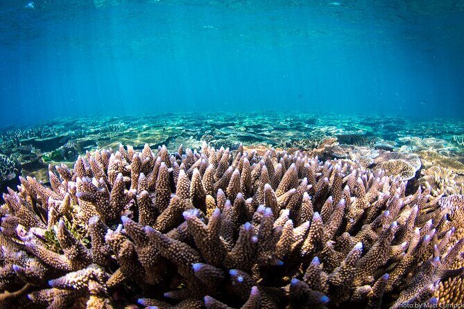 Great Barrier Reef and MOUA Cruise from Townsville or Magnetic Island - FAQ