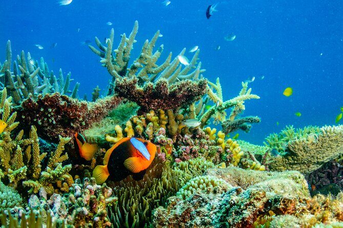 Great Barrier Reef and MOUA Snorkeling Day Tour from Townsville - Practical Details for Planning Your Trip