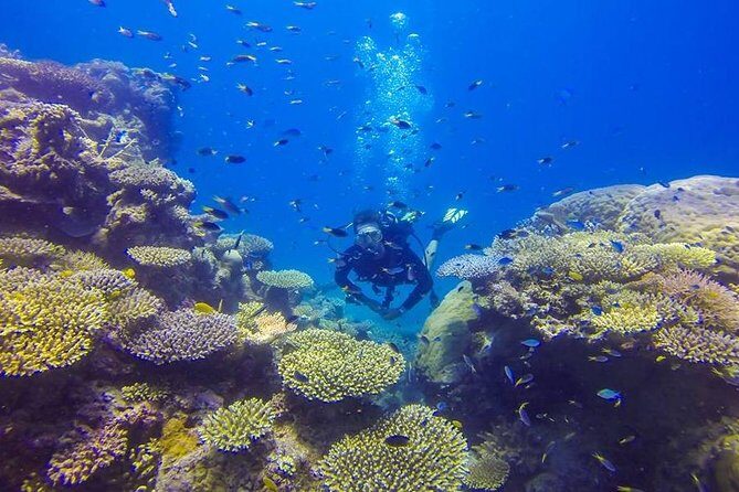 Great Barrier Reef Cruise from Townsville or Magnetic Island - Final Thoughts
