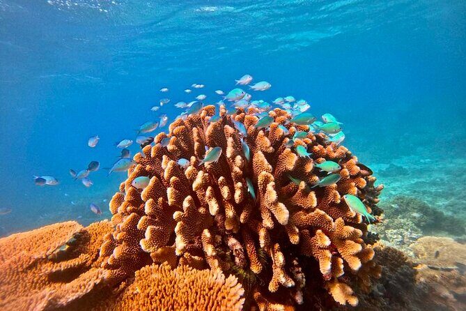 Great Barrier Reef Small Group Snorkelling Adventure - An In-Depth Look at the Tour