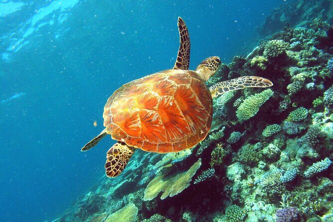 Great Barrier Reef Small Group Snorkelling Adventure - Practical Tips for Your Reef Trip