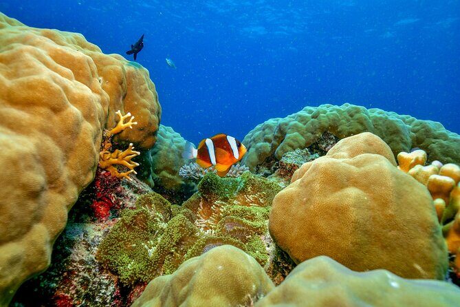 Great Barrier Reef with Cultural Guides-Dreamtime Dive & Snorkel - Indigenous Cultural Elements