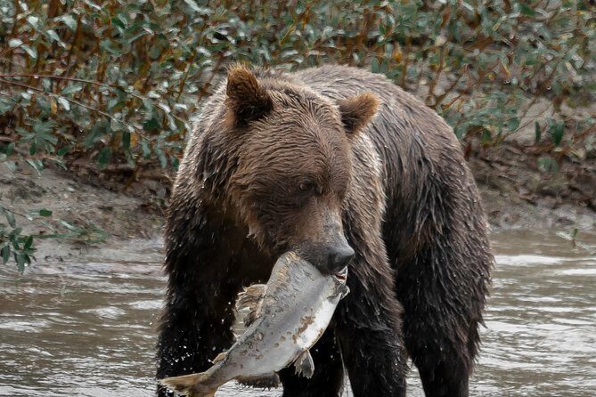 Great Bears of Bute: Grizzly Bear Viewing & Indigenous Cultural Tour - Practical Details