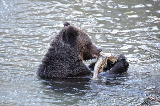 Great Bears of Bute: Grizzly Bear Viewing & Indigenous Cultural Tour - FAQ