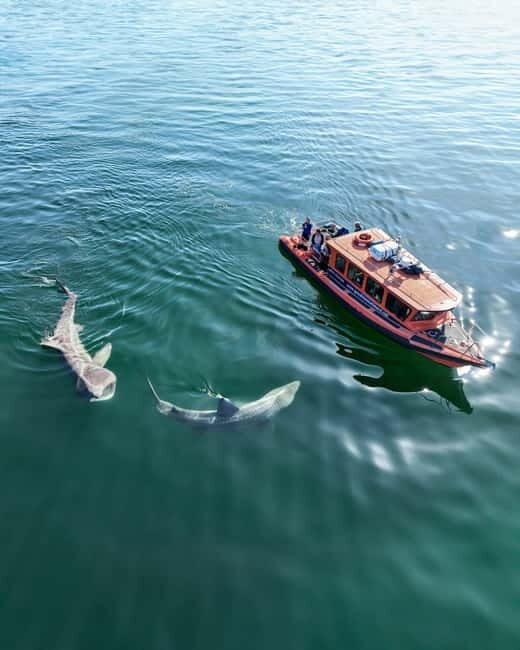 Great Blasket Island Wildlife Tour with Island Landing - Who Will Appreciate This Tour?