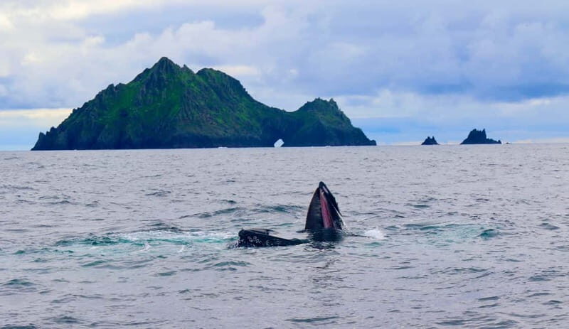Great Blasket Island Wildlife Tour with Island Landing - FAQ