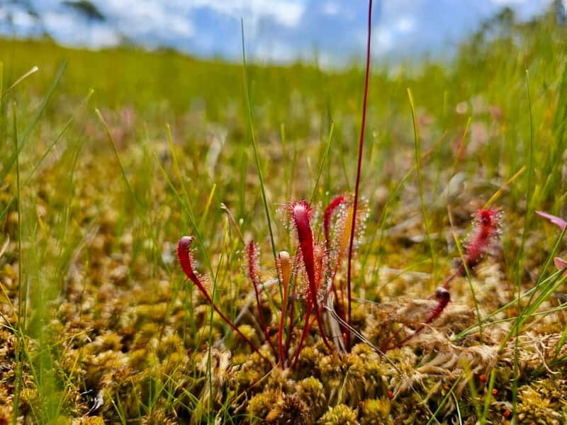 Great emeri Bog & Swamp Forest Hiking Adventure - FAQs