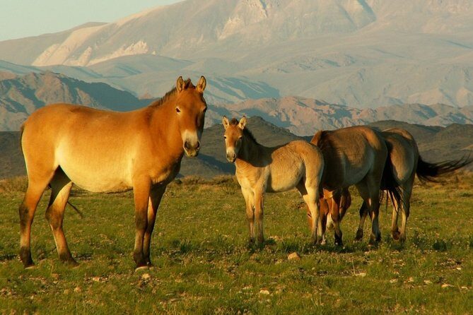 Great Gobi Desert and Ancient Mongolia 12 days - An In-Depth Look at the Mongolia 12-Day Tour