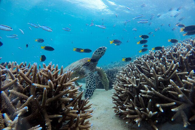 Great Keppel Island Adventure Tour - Snorkel and Boomnet - FAQs