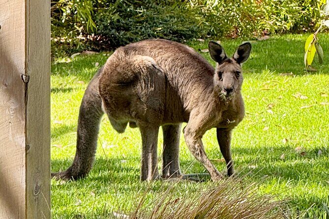 Great Ocean Road 1 Day Luxury Private Tour - The Journey Begins: What to Expect