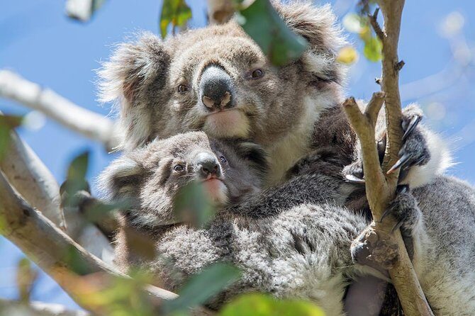 Great Ocean Road, 12 Apostles, Rainforest & Morning Tea-Melbourne - The Realistic Downsides