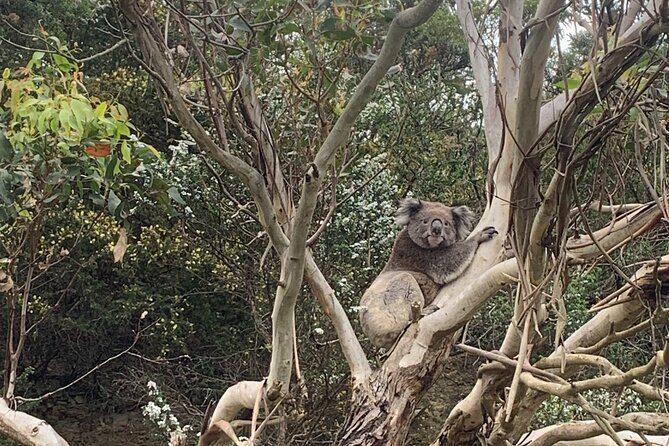 Great Ocean Road and 12 Apostles Private Day Tour - What’s Included and What’s Not
