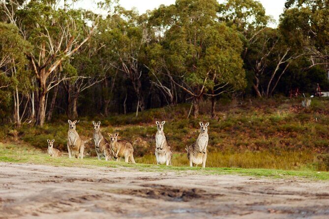 Great Ocean Road and 12 Apostles Tour - The Practicalities: Timing, Group Size, and Booking