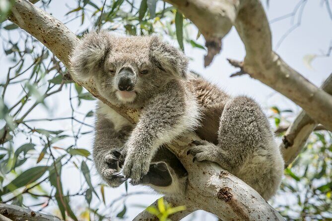 Great Ocean Road and 12 Apostles Tour - Who Is This Tour Best Suited For?