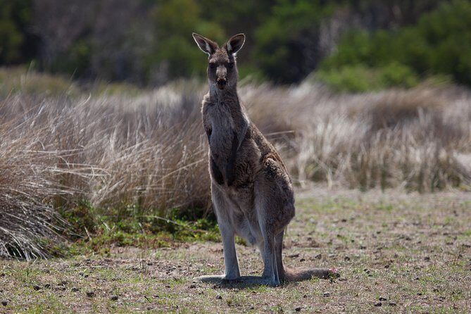 Great Ocean Road and Wildlife Tour for Backpackers aged 18-35 - An In-Depth Look at the Tour Experience