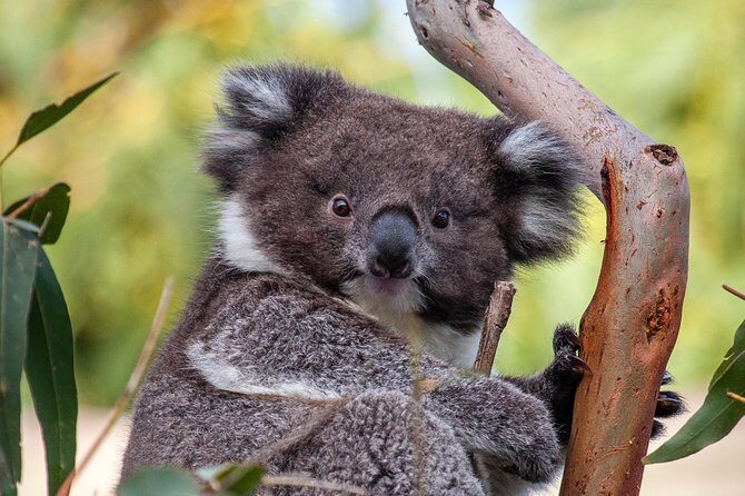Great Ocean Road and Wildlife Tour for Backpackers aged 18-35 - FAQ