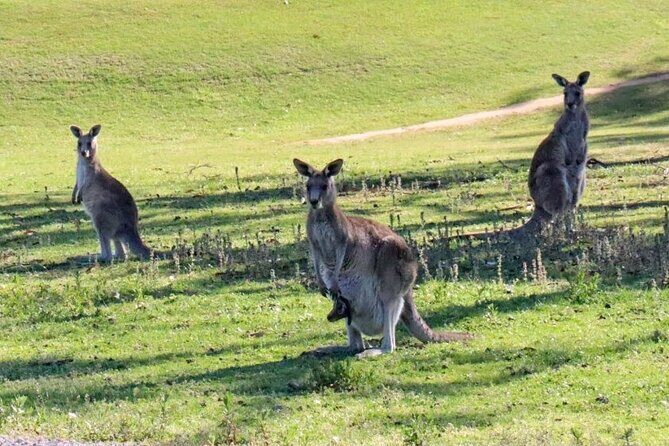 Great Ocean Road and Wildlife Tour for Backpackers aged 18-35 - FAQ