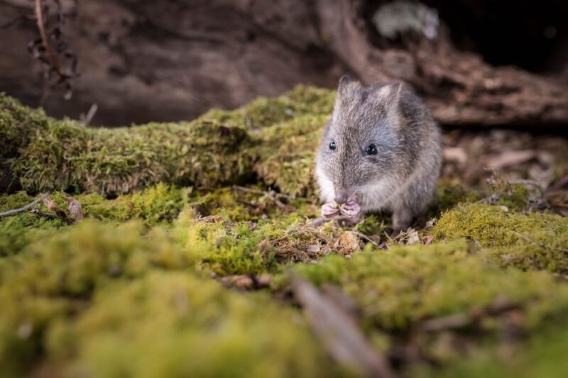 Great Ocean Road: Guided Wildlife Walk that Supports Nature - Authentic Insights from Reviews