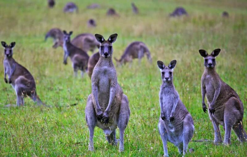Great Ocean Road Hidden Coastal Gems Full Day Explorer -Tour - A Thorough Look at the Itinerary: Why It Works