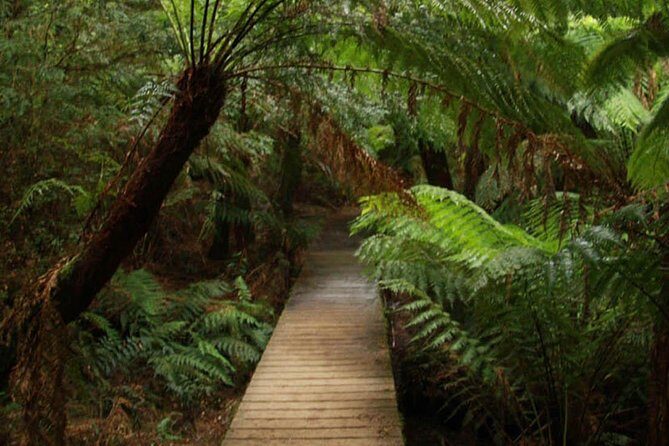 Great Ocean Road Medium Size Group Tour - Transportation and Group Dynamics
