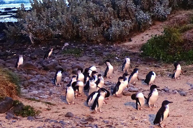 Great Ocean Road One Day Guided Small Group Tour - Frequently Asked Questions