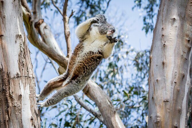Great Ocean Road Private Group Tour in Melbourne - Introducing the Tour: A Day Along the Spectacular Coast