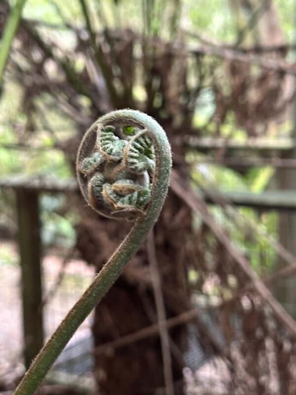 Great Ocean Road reverse Sunrise Tour - The Final Verdict: Who Should Consider This Tour?