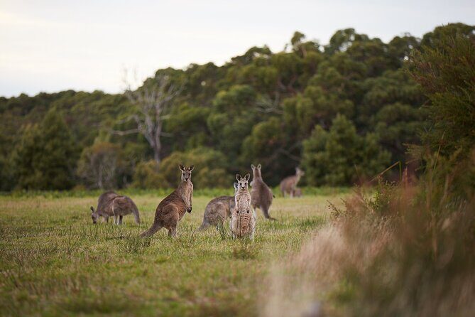 Great Ocean Road Small Group Tour with Dingos, Sparkling & Lunch - Final Moments and Return: City Lights View