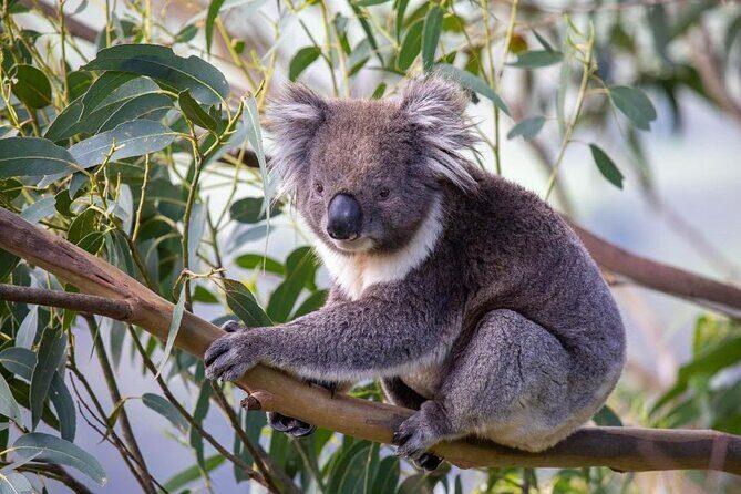 Great Ocean Road Tour Premium Coach In A Relaxed Way 8:10AM Start - Wildlife Encounters & Iconic Views