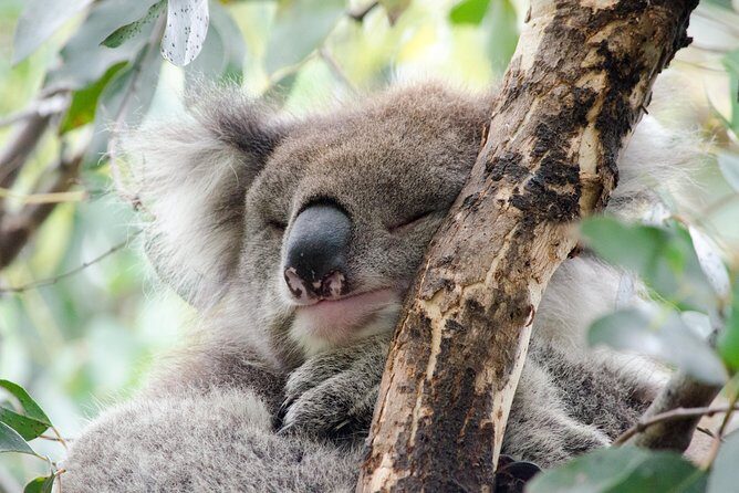 Great Ocean Road Tour with Instagram Sunset views at 12 Apostles from Melbourne - Final Thoughts