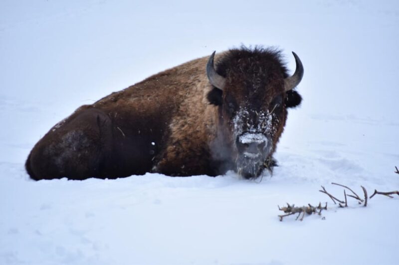 Great Plains Zoo - Exploring the Great Plains Zoo: What You Can Expect