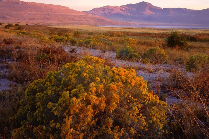 Great Salt Lake and Antelope Island Day Tour - Discover the Great Salt Lake and Antelope Island Day Tour