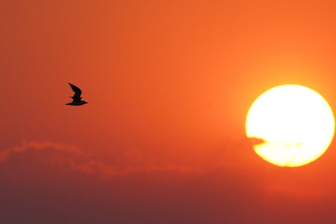 Great Salt Lake Birding and Nature Adventure - The Practical Side: What You Need to Know