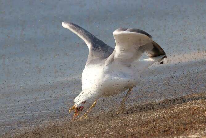 Great Salt Lake Birding and Nature Adventure - Why This Tour Is a Great Choice