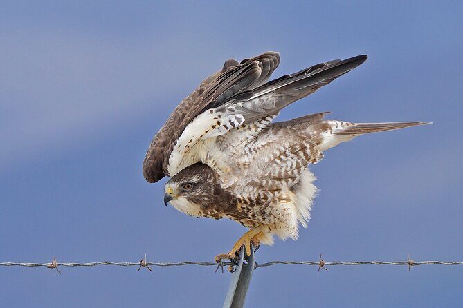 Great Salt Lake Birding and Nature Adventure - A Balanced View: The Value Proposition