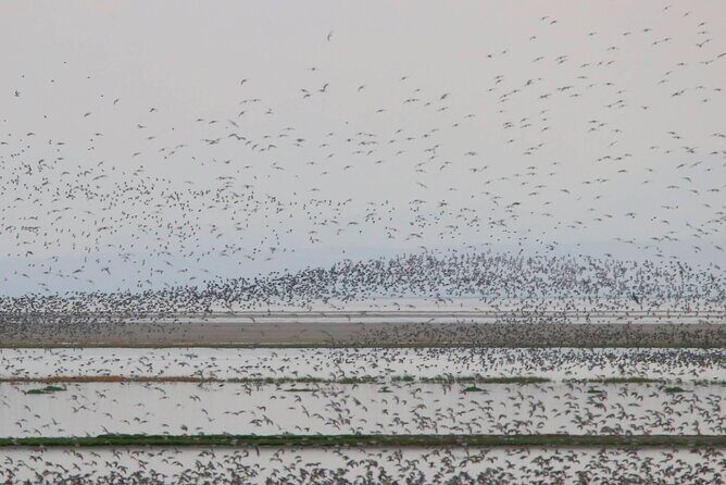 Great Salt Lake Birding and Nature Adventure - Who Should Consider This Tour?