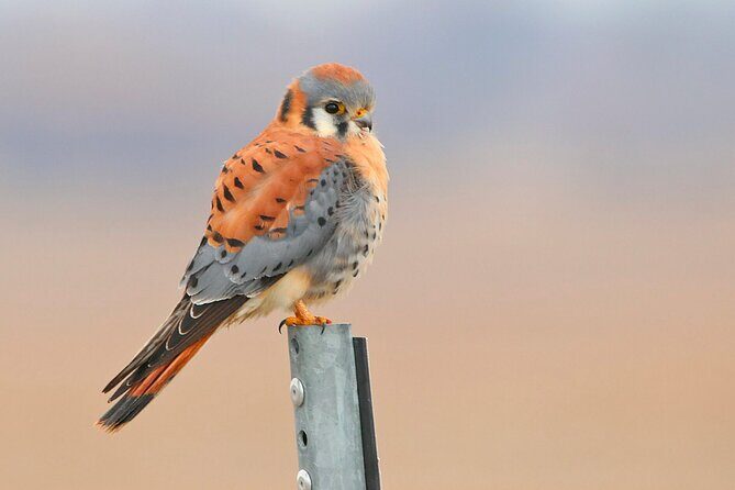 Great Salt Lake Birding and Nature Adventure - FAQ: Your Practical Questions Answered
